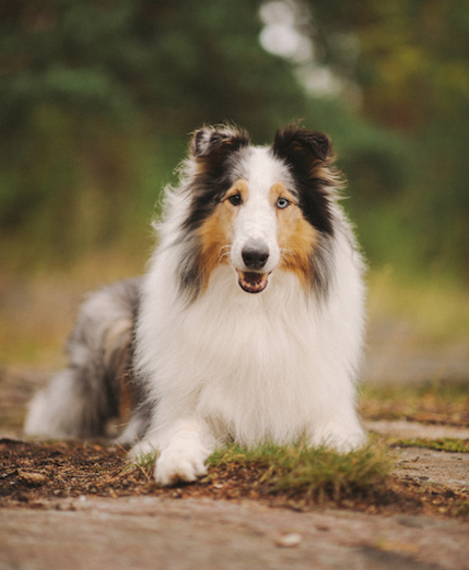 Riemumielen colliet muistoissa | Pitkäkarvaiset colliet - Riemumielen ...